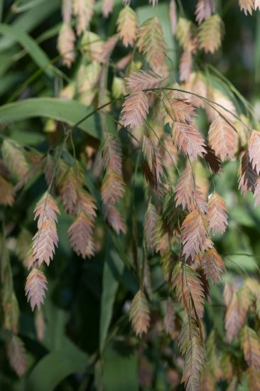 Sow Wild Natives-River Oats (Chasmanthium latifolium)