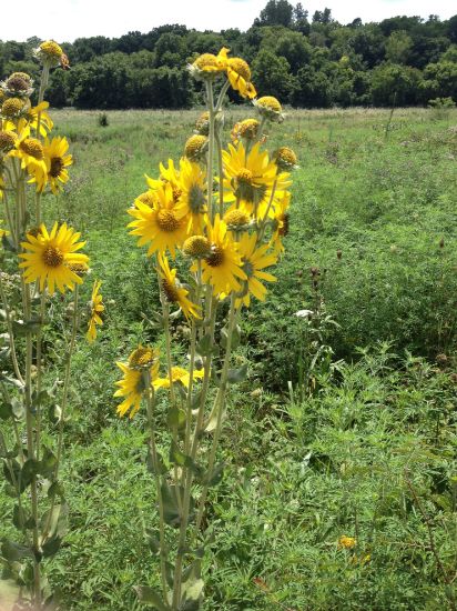 Sow Wild Natives-Ashy Sunflower (Helianthus mollis)