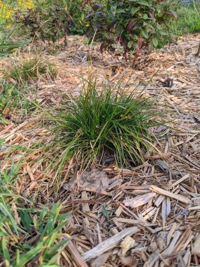 Sow Wild Natives-Oak Sedge (Carex albicans)