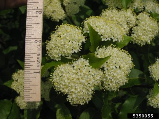 Sow Wild Natives-Nannyberry (Viburnum lentago)