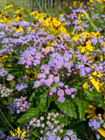 Sow Wild Natives-Mist Flower (Conoclinium coelestinum)