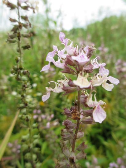 Sow Wild Natives-Germander (Teucrium canadense)