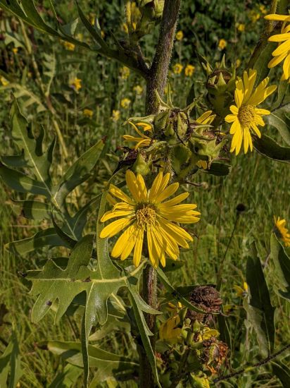 Sow Wild Natives-Compass Plant (Silphium laciniatum)