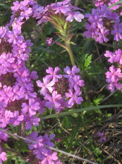 Sow Wild Natives-Rose Verbena (Glandularia canadensis)