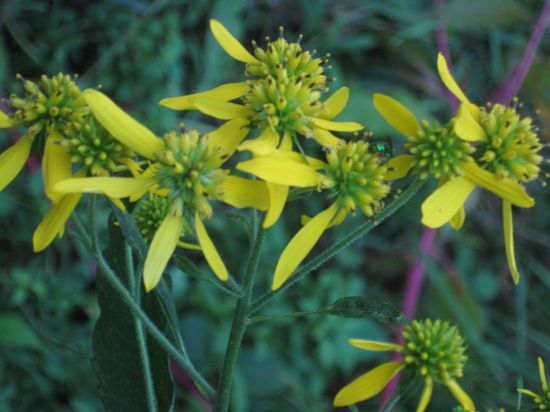 Sow Wild Natives-Wingstem (Verbesina alternifolia)