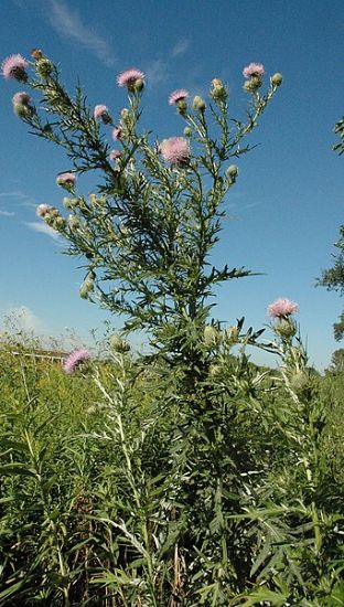 Sow Wild Natives-Field Thistle (Cirsium discolor)