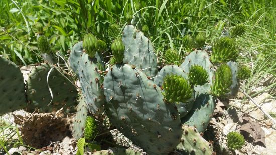 Sow Wild Natives-Prickly Pear Cactus (Opuntia humifusa)