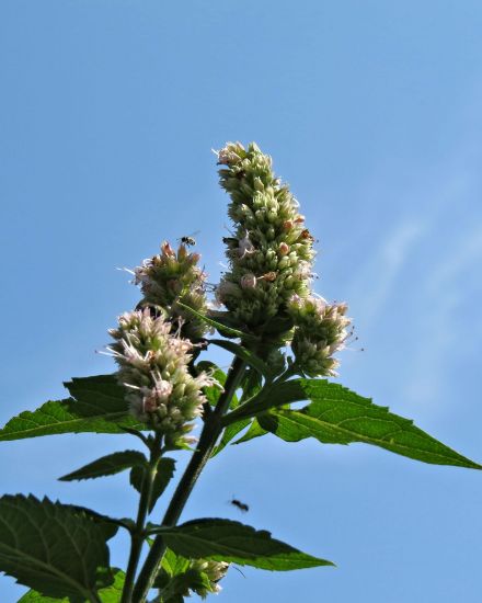 Sow Wild Natives-Yellow Giant Hyssop (Agastache nepetoides)