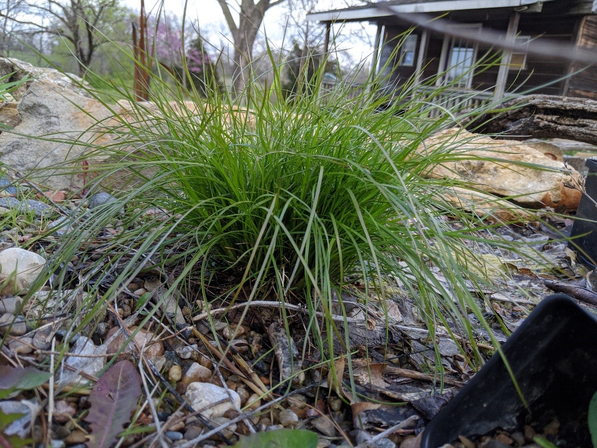 Sow Wild Natives Path Rush Juncus Tenuis 