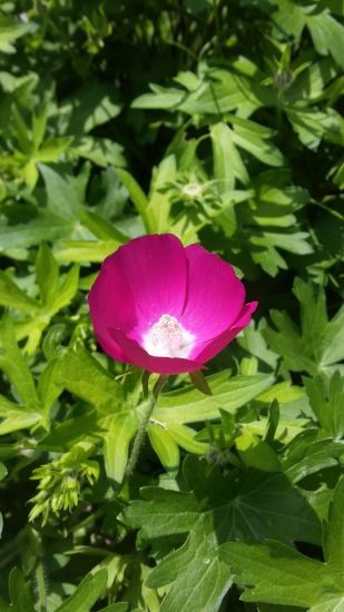 Sow Wild Natives-Purple Poppy Mallow (Callirhoe involucrata)