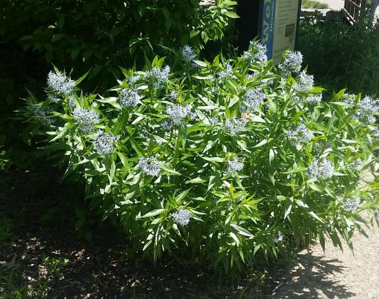 Sow Wild Natives-Shining Blue Star (Amsonia illustris)
