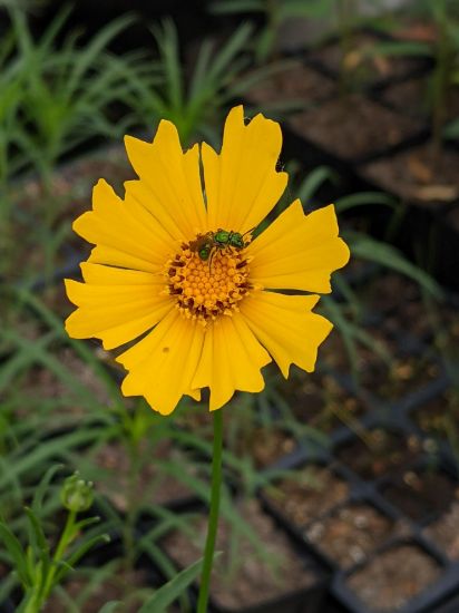 Sow Wild Natives-Lanceleaf Coreopsis (Coreopsis lanceolata)