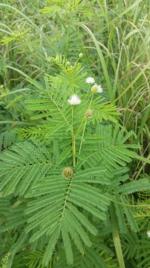 Sow Wild Natives-Illinois Bundleflower (Desmanthus illinoensis)