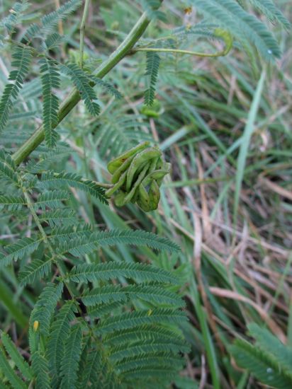 Sow Wild Natives-Illinois Bundleflower (Desmanthus illinoensis)