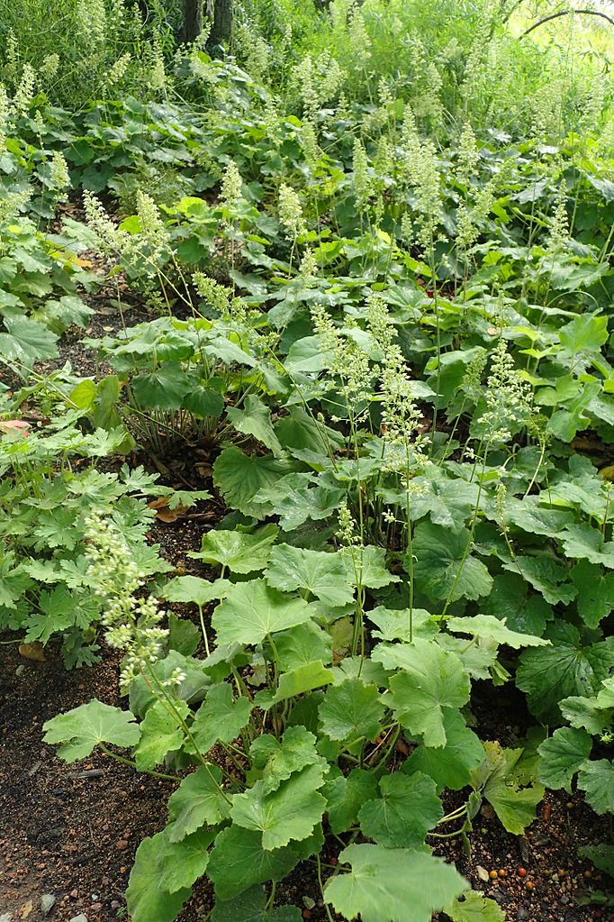 Sow Wild Natives-Maple-leaf Alumroot (Heuchera villosa)