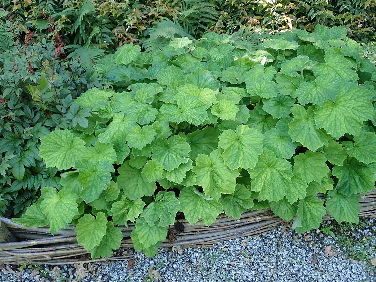 Sow Wild Natives-Maple-leaf Alumroot (Heuchera villosa)